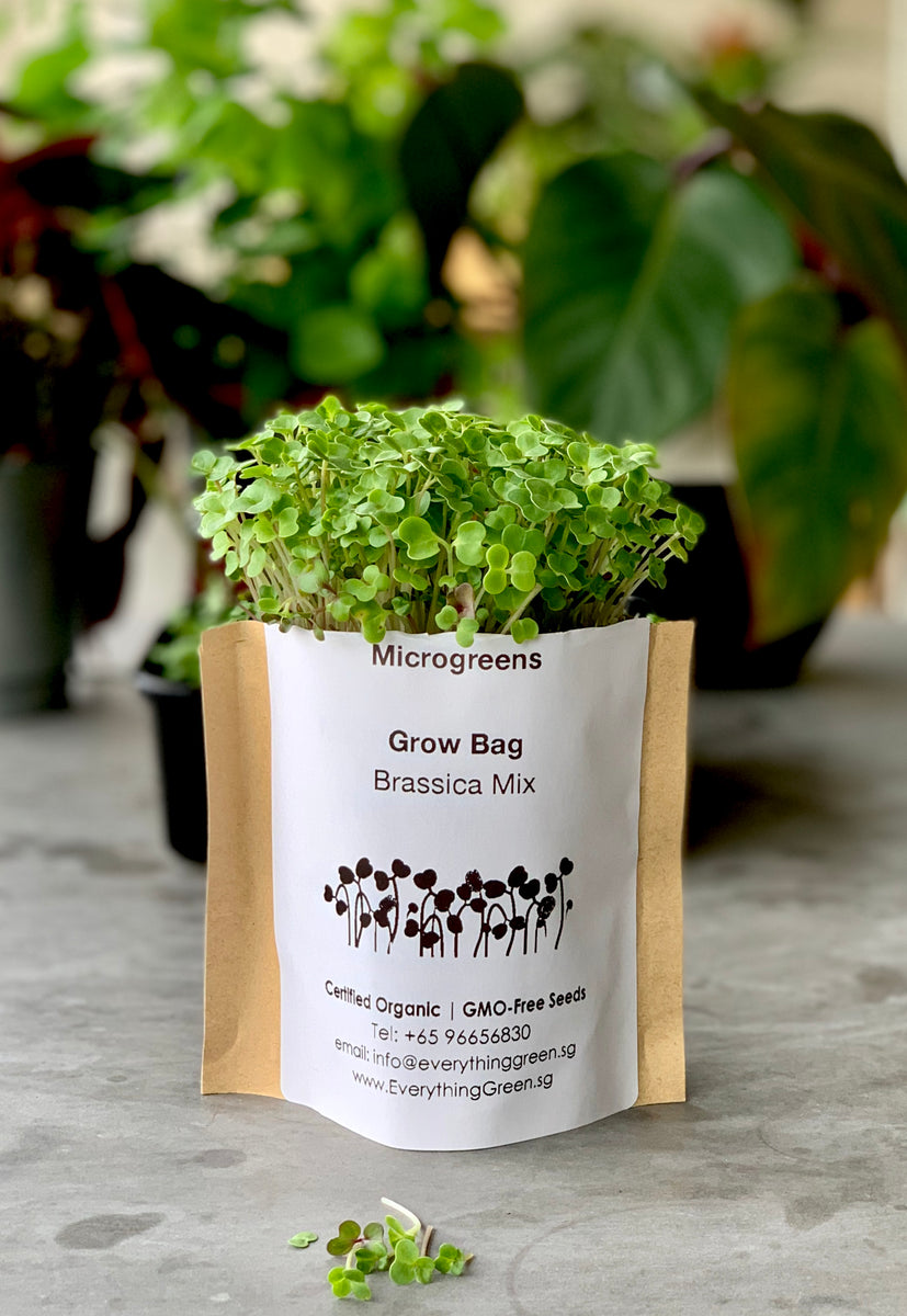 Easy Microgreens Grow Bag - By Everything Green Singapore ...