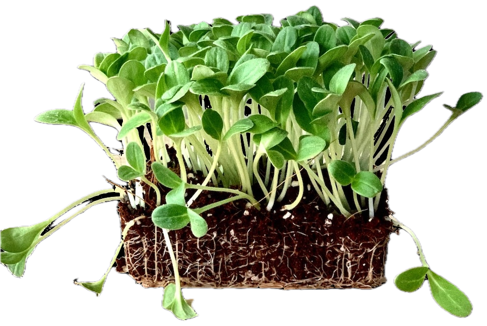 Discover the Unique World of Borage Microgreens: A Hidden Gem with a C ...