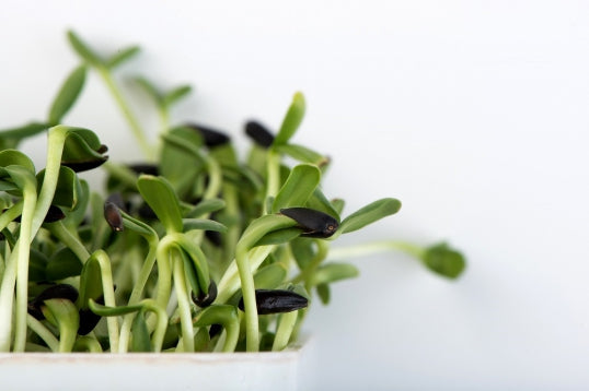 Everything Green Singapore | Microgreens Seeds, Kits & Corporate Works ...