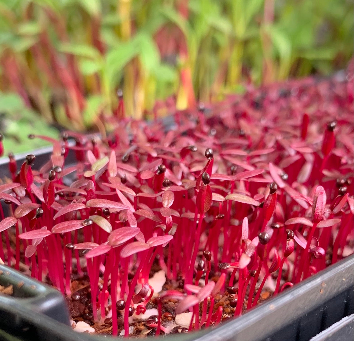 Certified Organic Microgreen Seeds FREE Shipping in Singapore ...