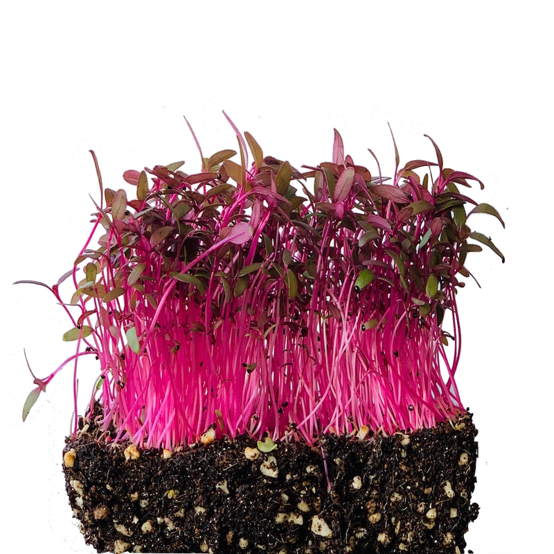 Amaranth Microgreens Recipes - Home Alqu
