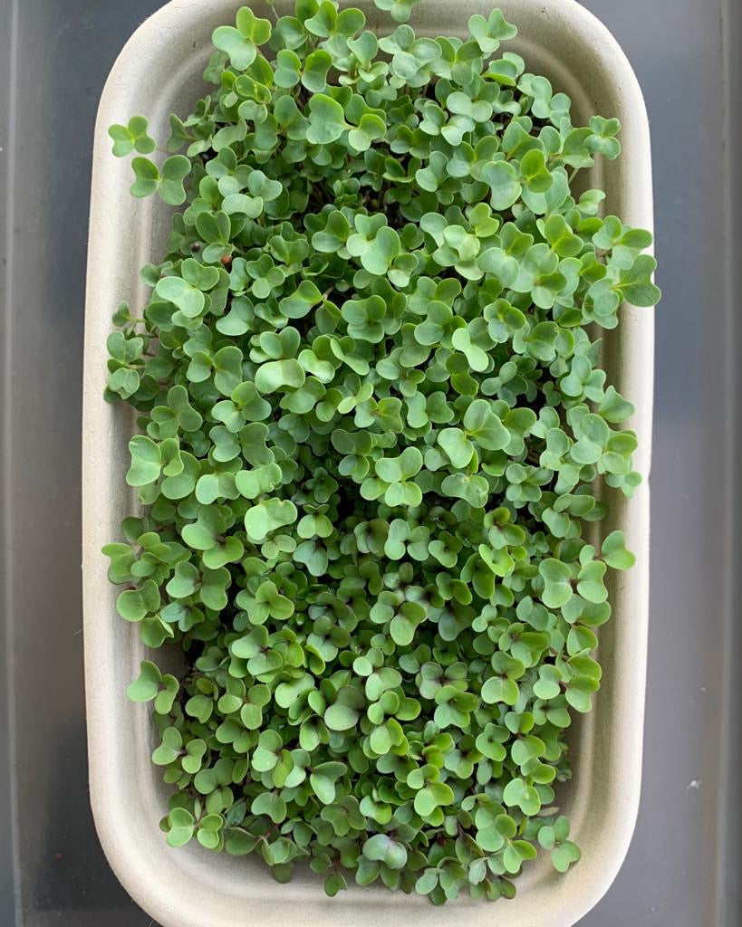 Microgreens starter kit - Organic, GMO-Free seeds FREE Shipping ...