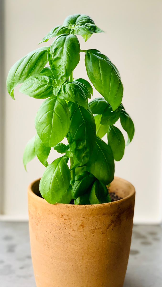 Grow Organic GMO-Free Micro Italian Basil From Seeds FREE Shipping in ...